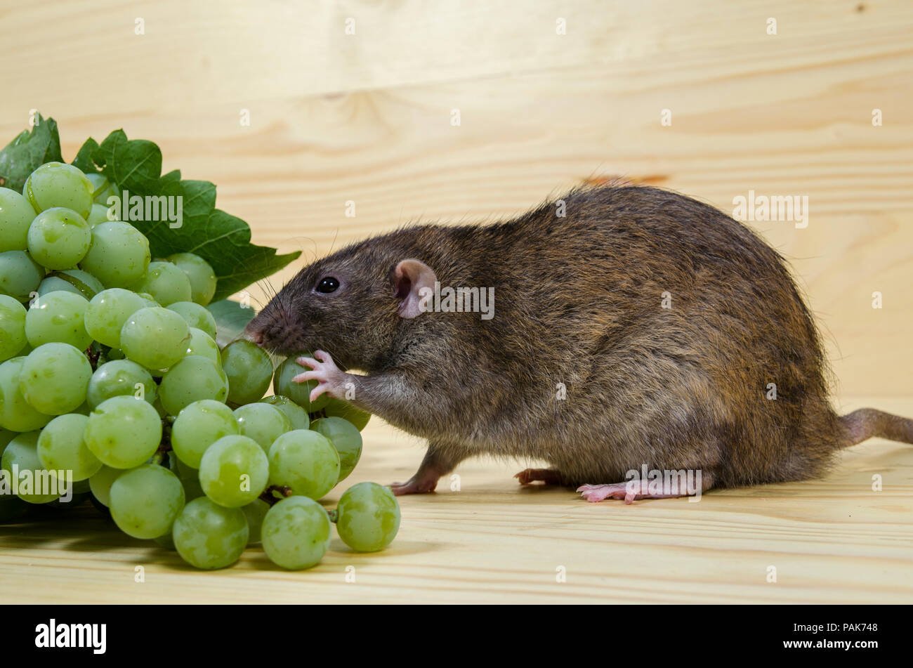 Wooden Rats High Resolution Stock Photography and Images - Alamy