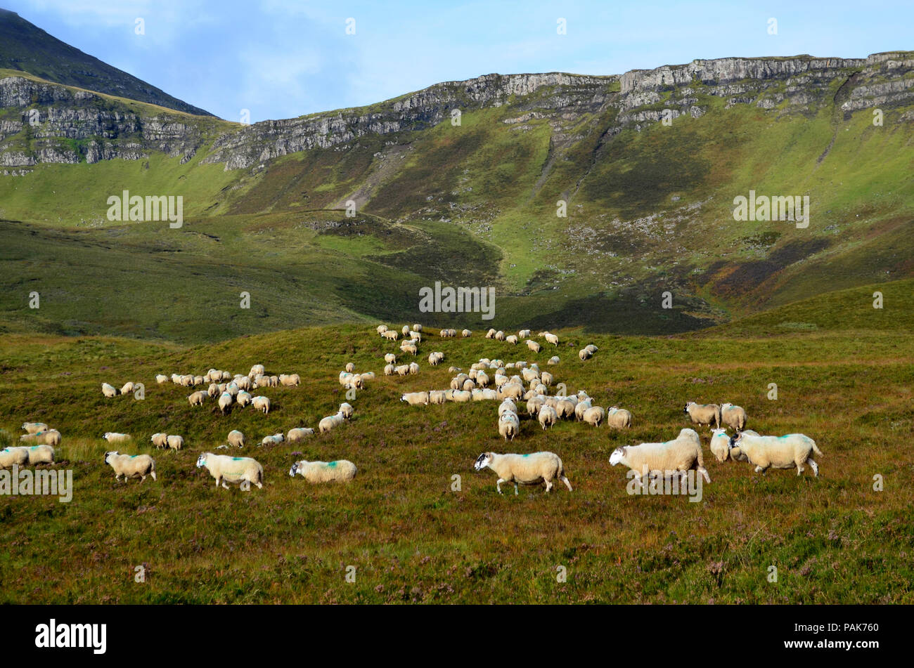 Field of white sheep in the higlands in Skye Stock Photo - Alamy