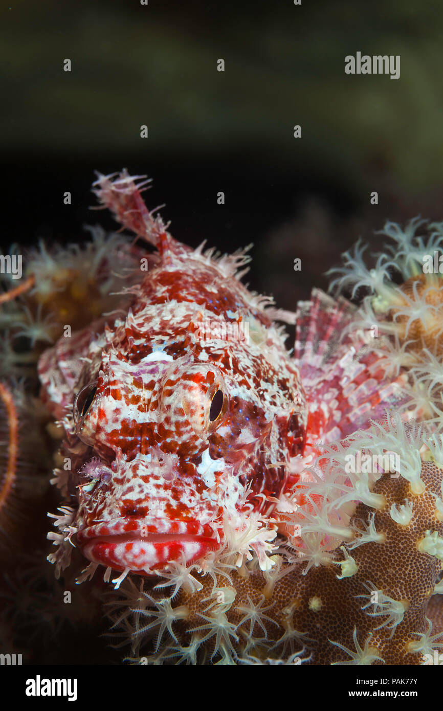 Confident of it’s ability to camouflage this common scorpionfish ...