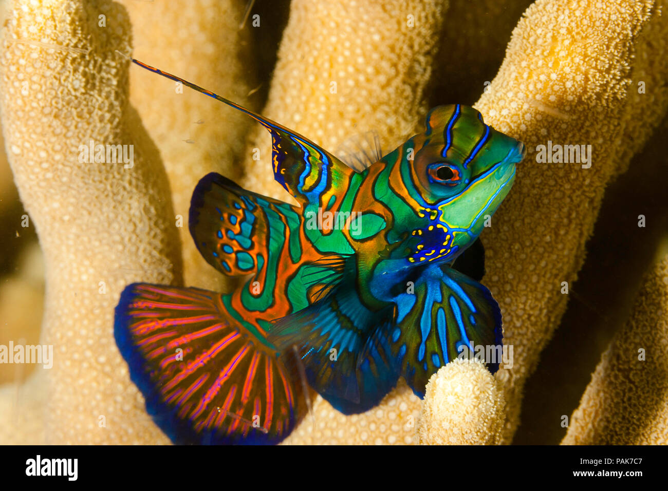 Guam island fish hi-res stock photography and images - Alamy