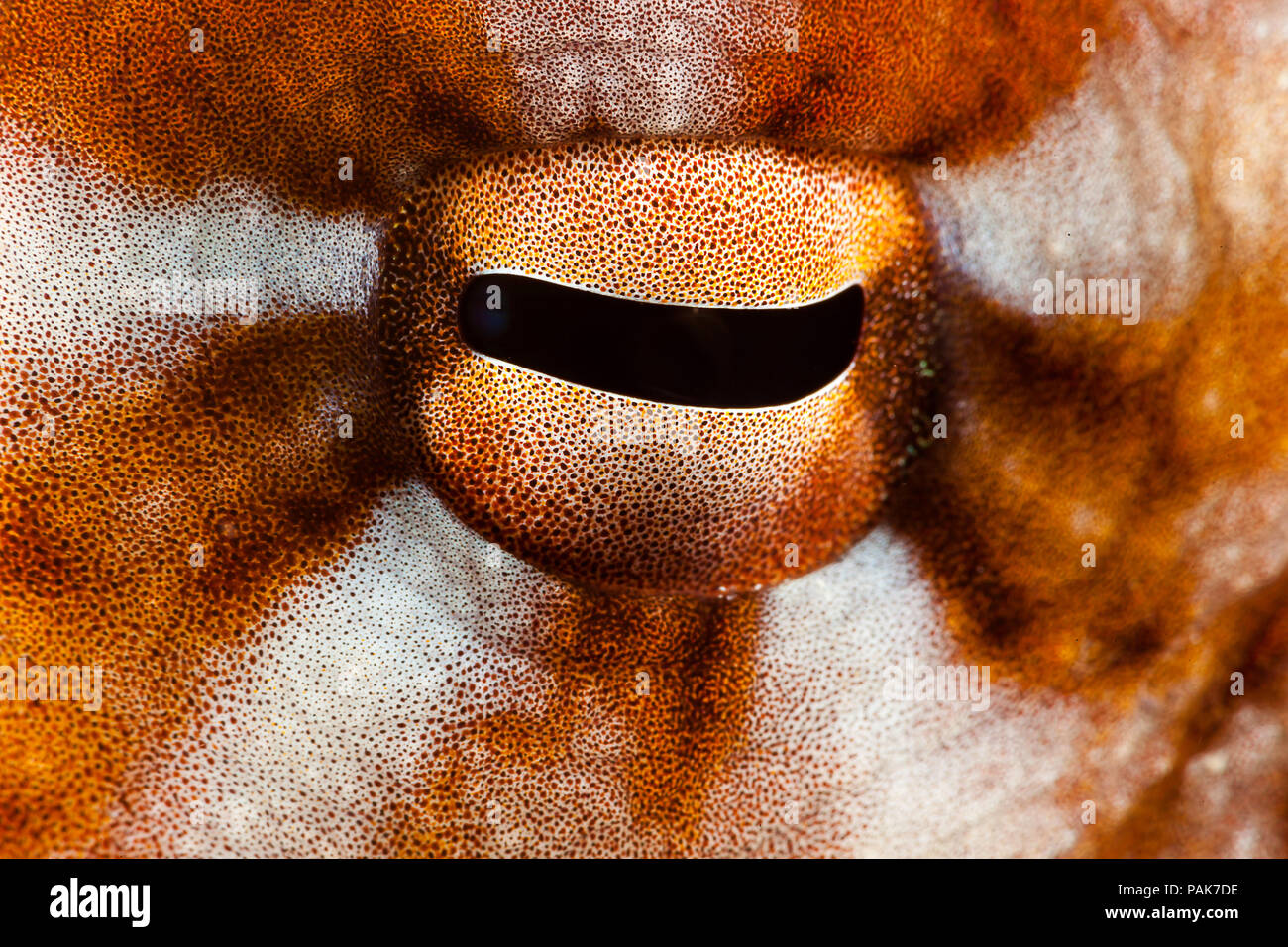 A close look at the eye of this eight armed cephalopod. Day octopus ...