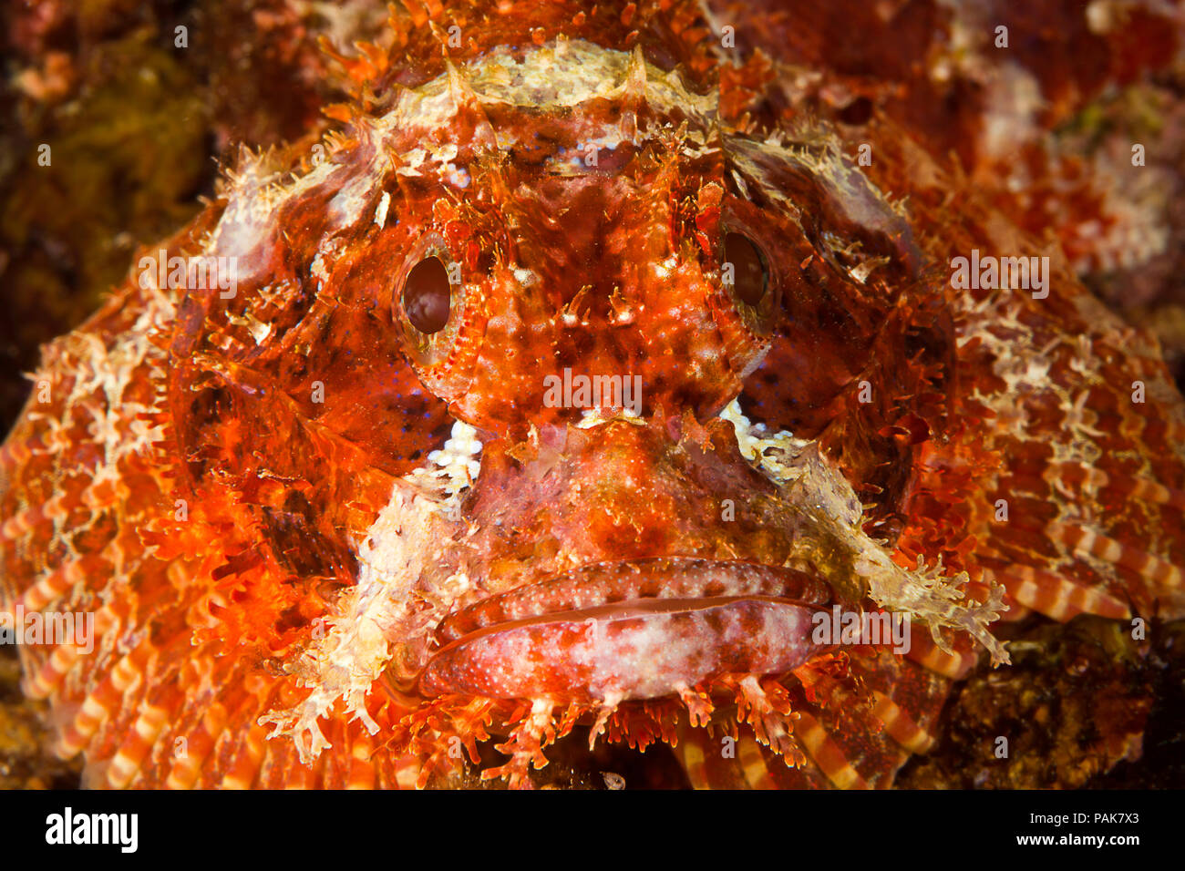 Confident of it’s ability to camouflage this common scorpionfish ...