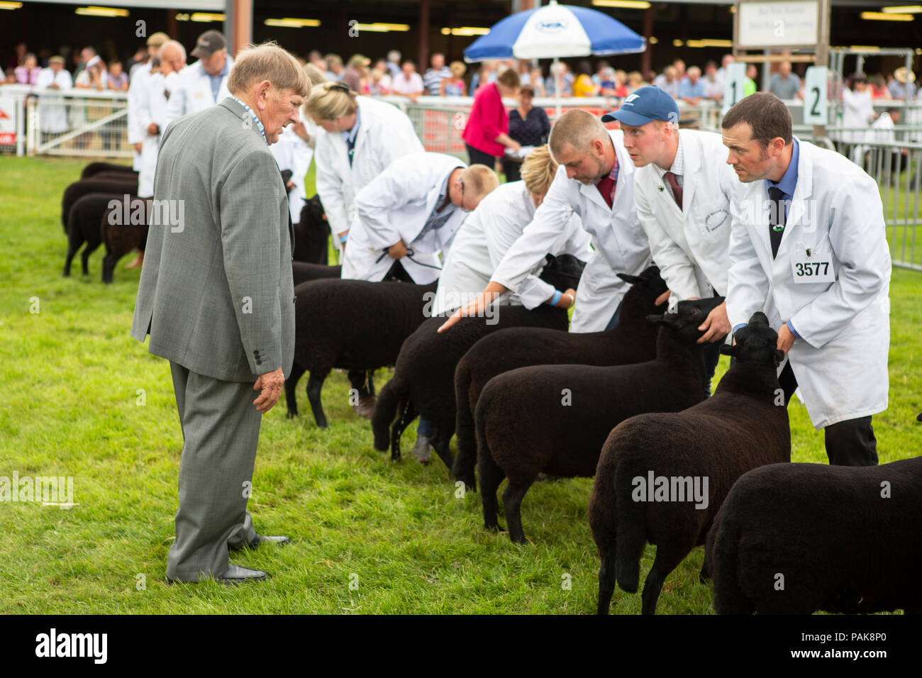 Sheep royal welsh show builth hi-res stock photography and images - Alamy