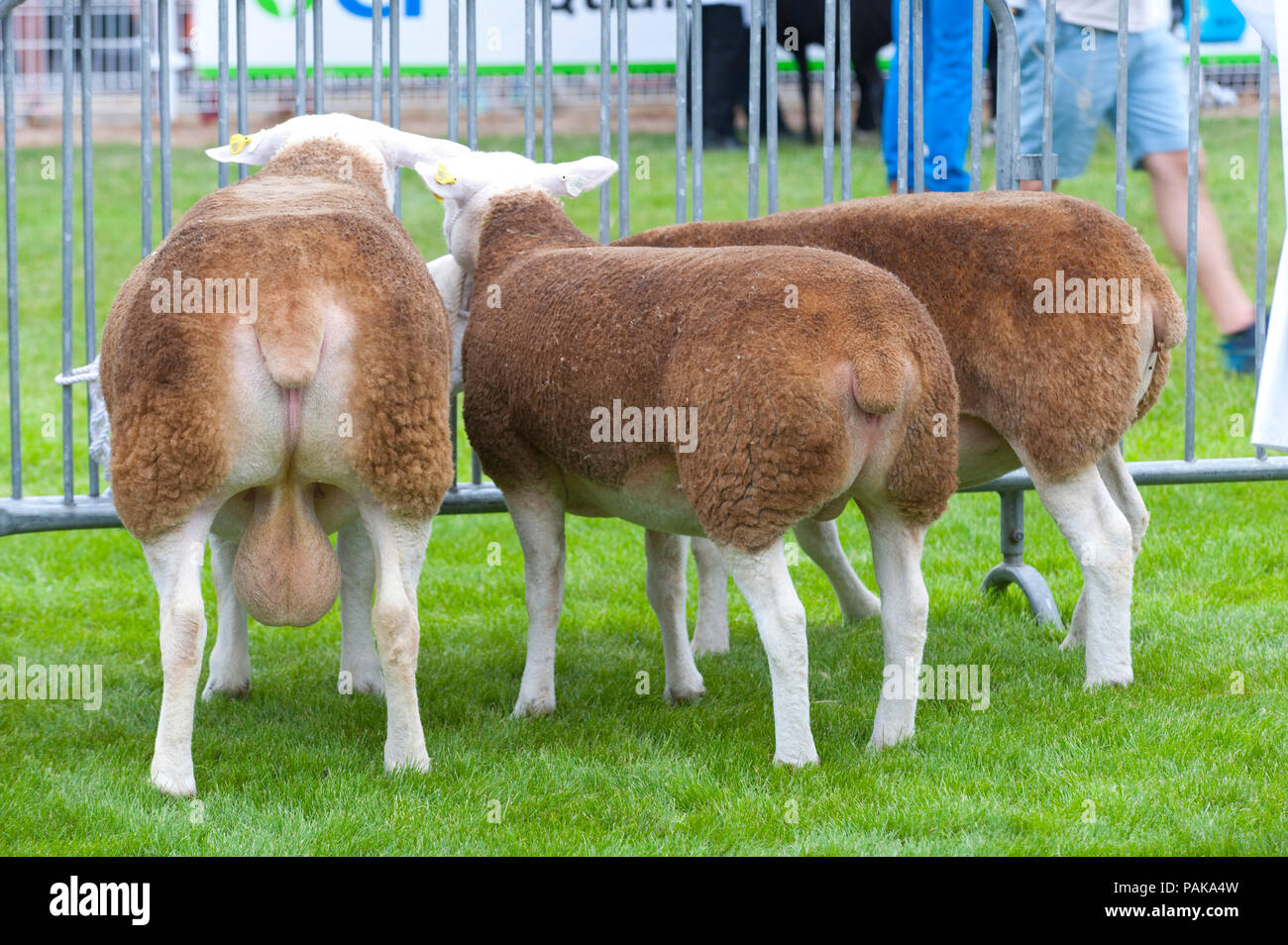 British berrichon hi-res stock photography and images - Alamy