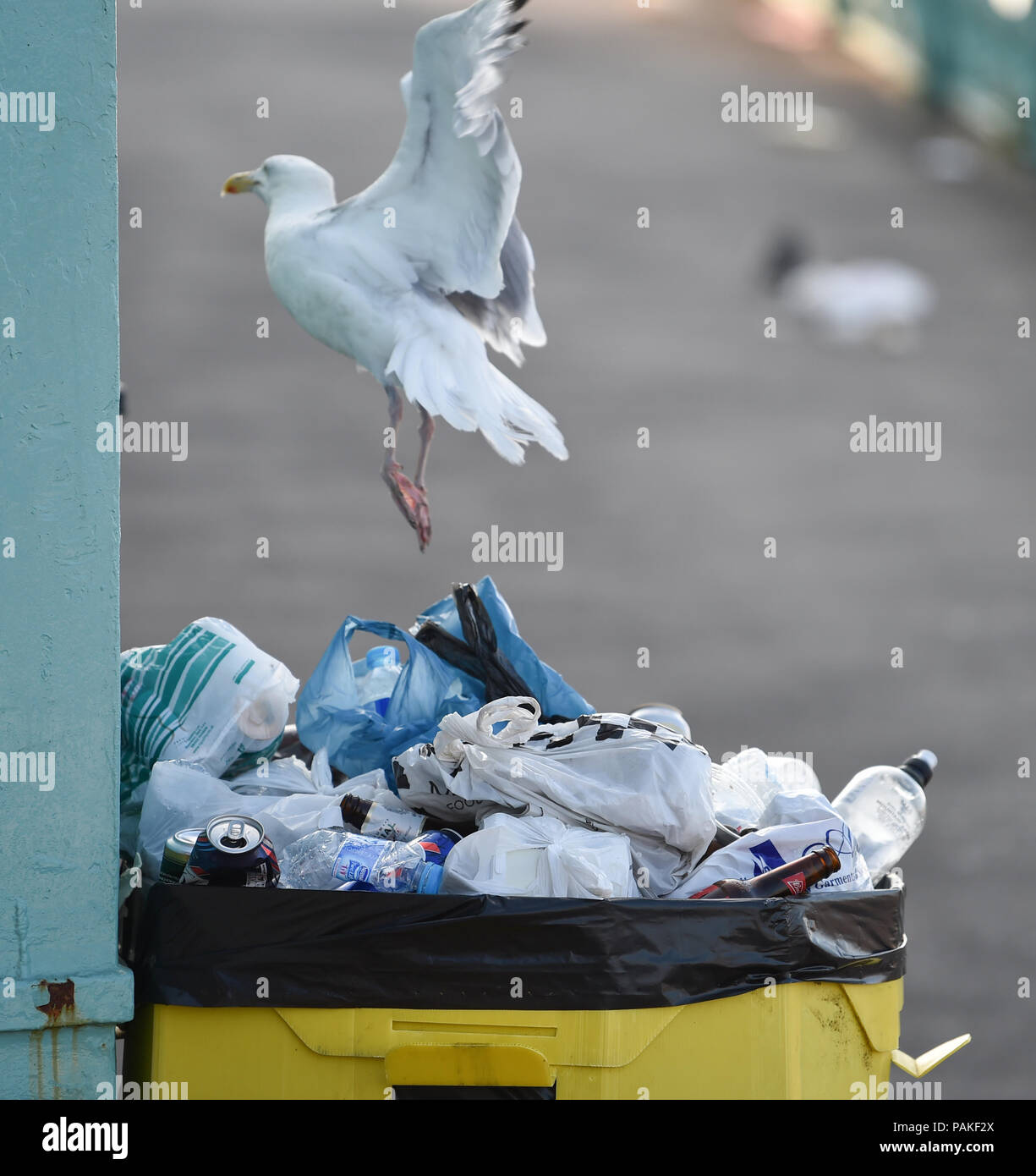 Brighton UK 24th July 2018 - A seagull raids a litter bin on remnants ...