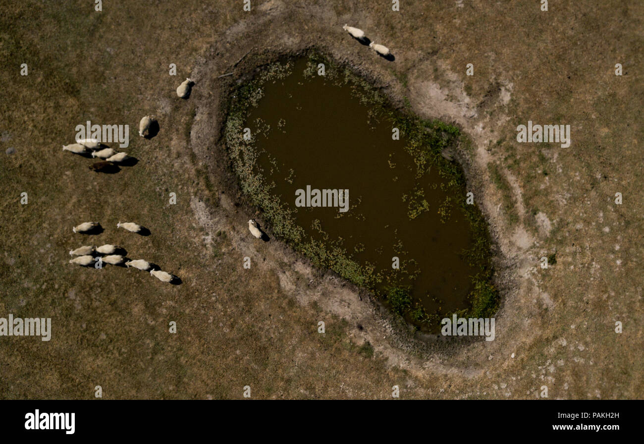 Garding, Germany. 24th July, 2018. Sheep stand around a waterhole in ...