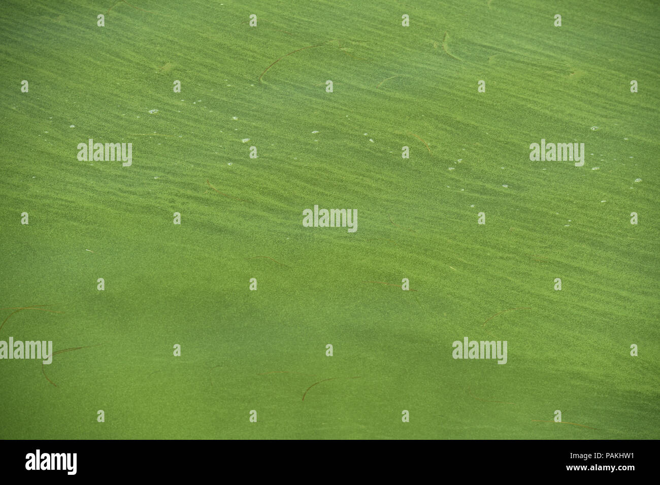 Lubmin, Germany. 24th July, 2018. High temperatures have led to the ...