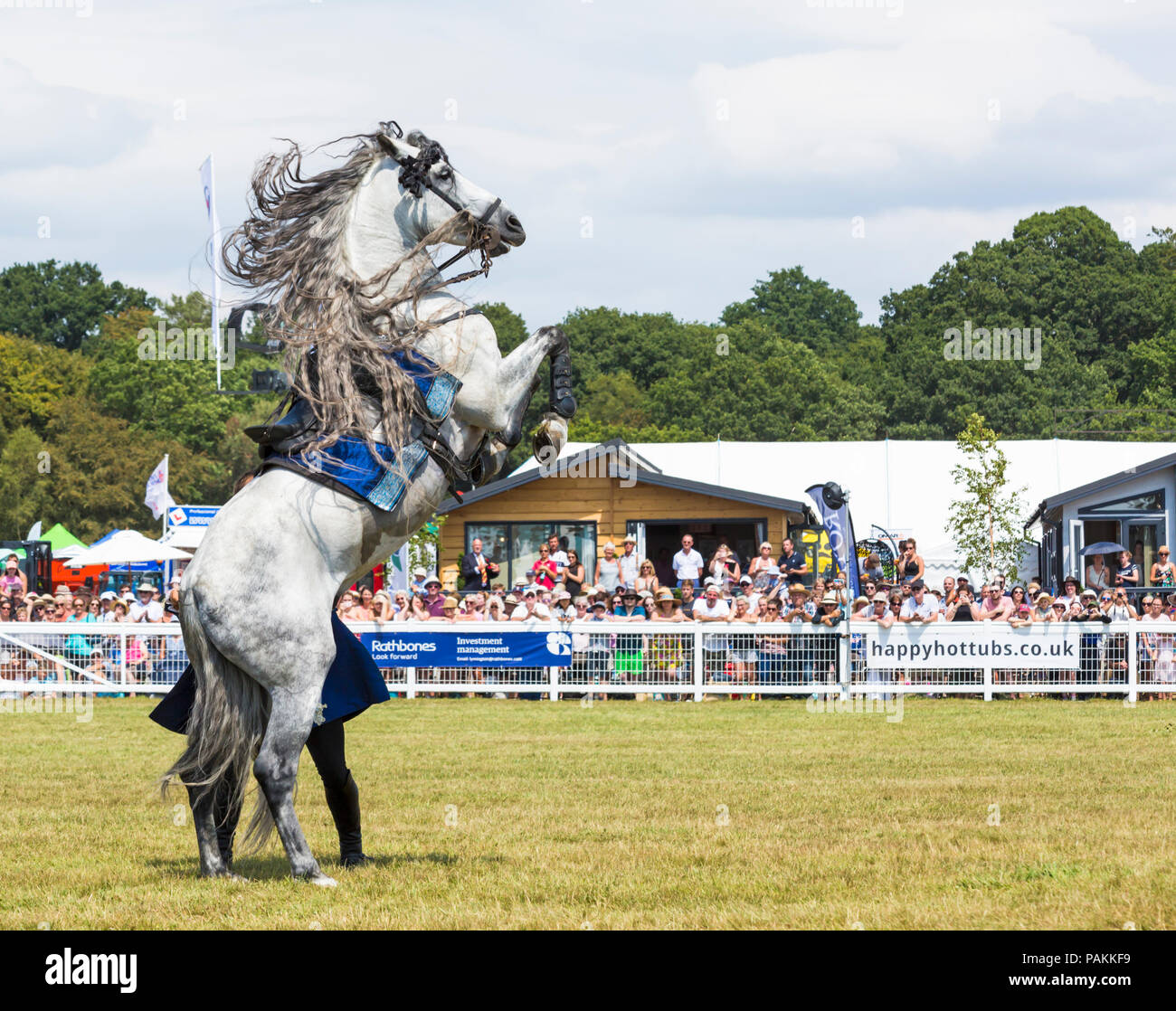 Rearing horses hi-res stock photography and images - Alamy