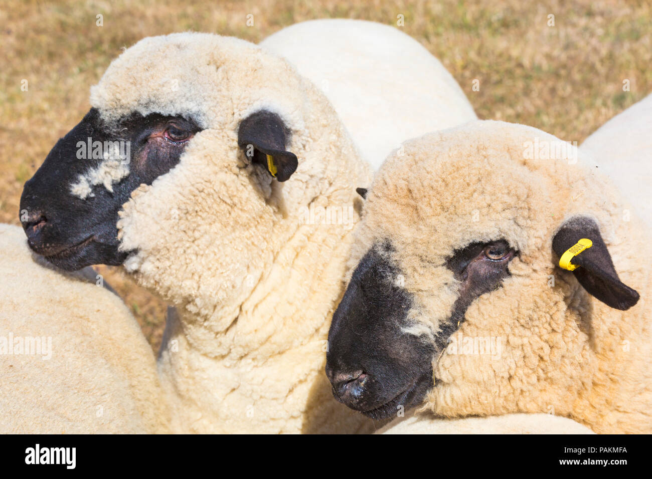 Hampshire down sheep hi-res stock photography and images - Alamy