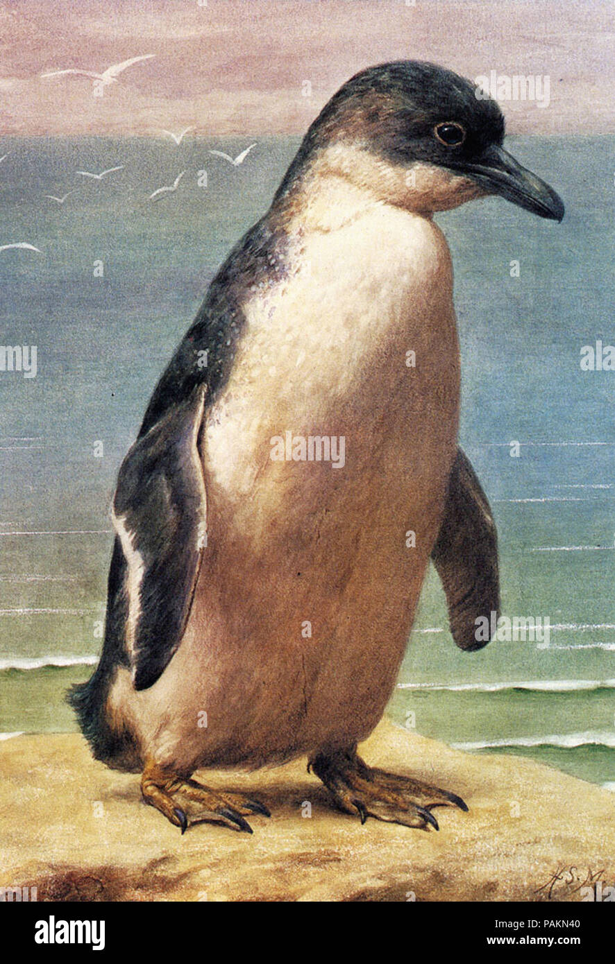 Marks Henry Stacy - Study of a Penguin Stock Photo - Alamy