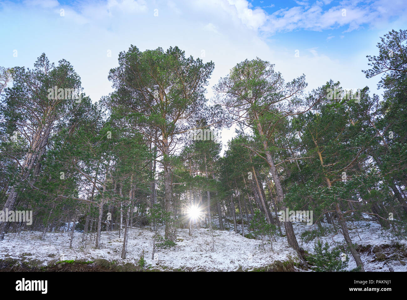 Virgen forest hi-res stock photography and images - Alamy