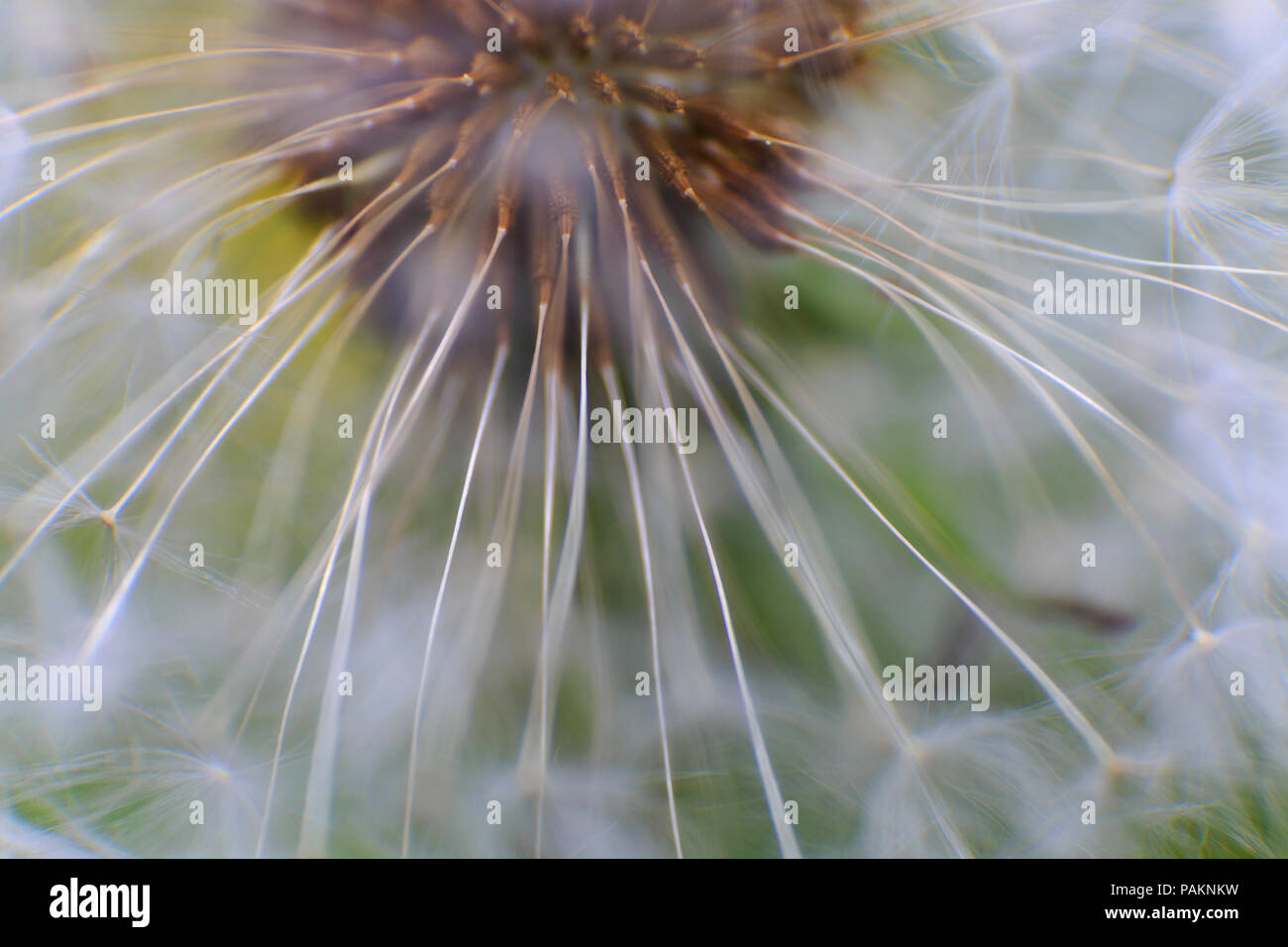 Blowball - Dandelion Stock Photo - Alamy