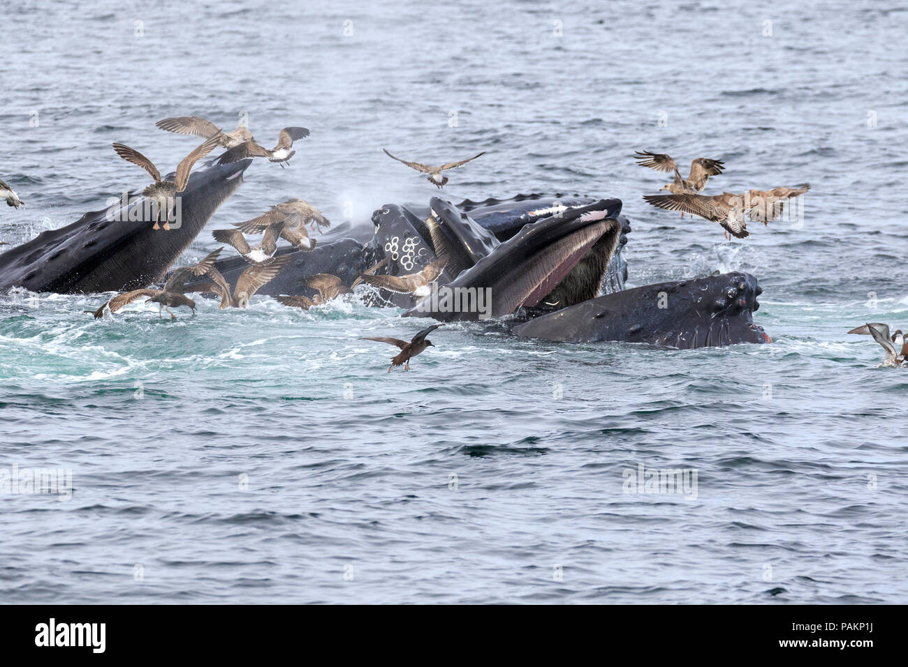 Humpback Whales, Cape Cod, Massachusetts Stock Photo - Alamy