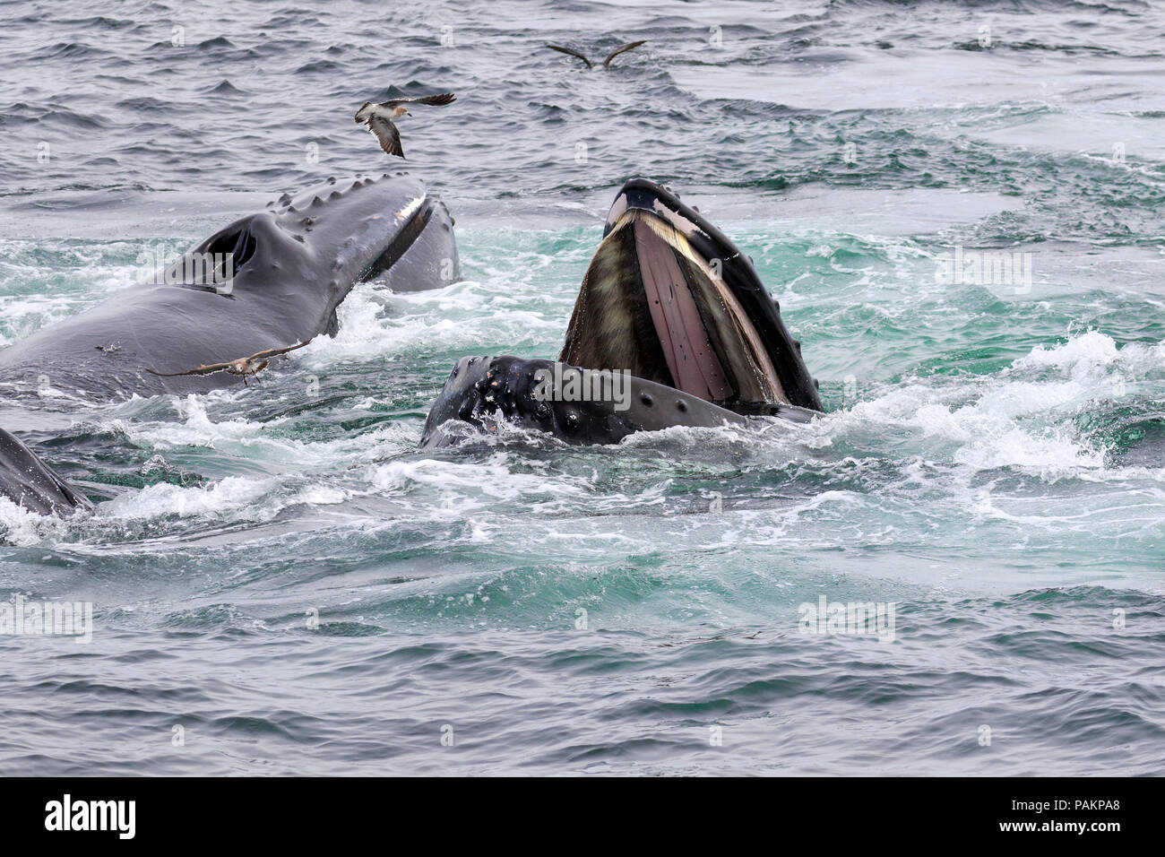 Humpback Whales, Cape Cod, Massachusetts Stock Photo - Alamy