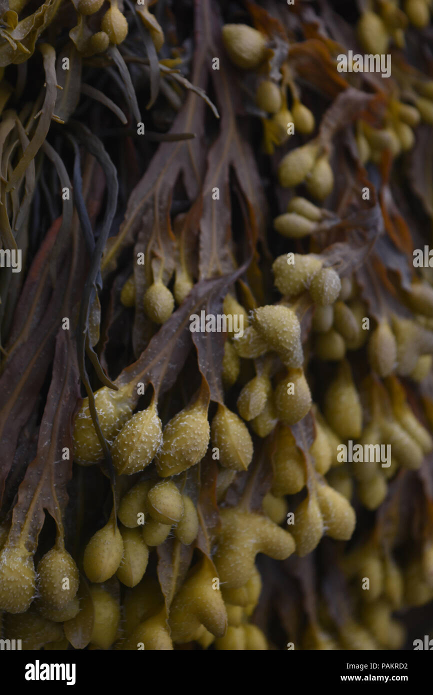 Grand Close Up Of Dried Marine Seaweed Stock Photo - Alamy