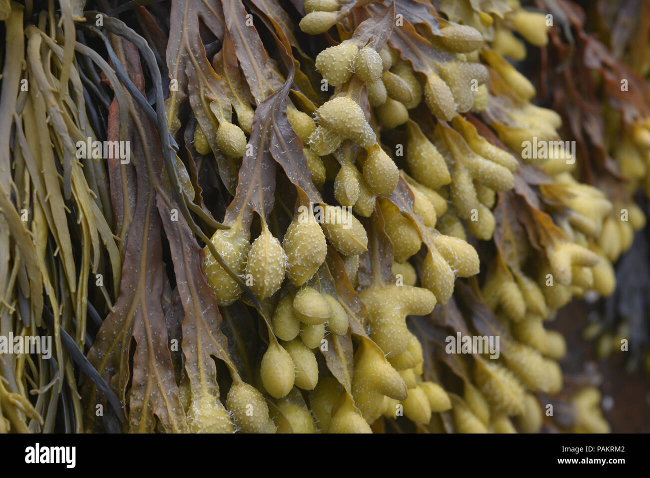 Amazing Close Up of Dried Marine Seaweed Stock Photo - Alamy
