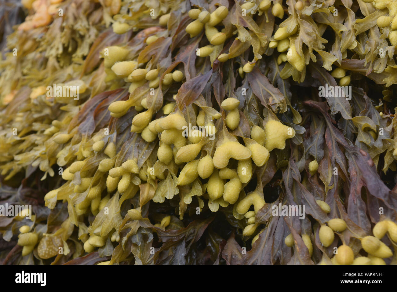 Delicate Dried Marine Seaweed with Different Shapes Stock Photo - Alamy