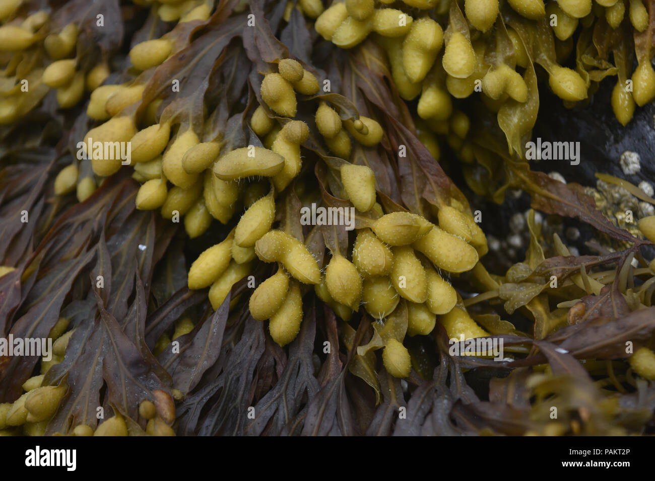Great View of Interesting Shapes On Seaweed Stock Photo - Alamy