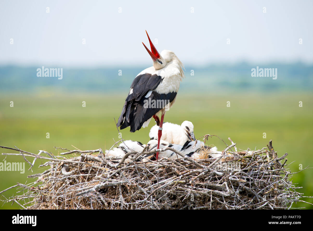 White stork with youngs on nest hi-res stock photography and images - Alamy