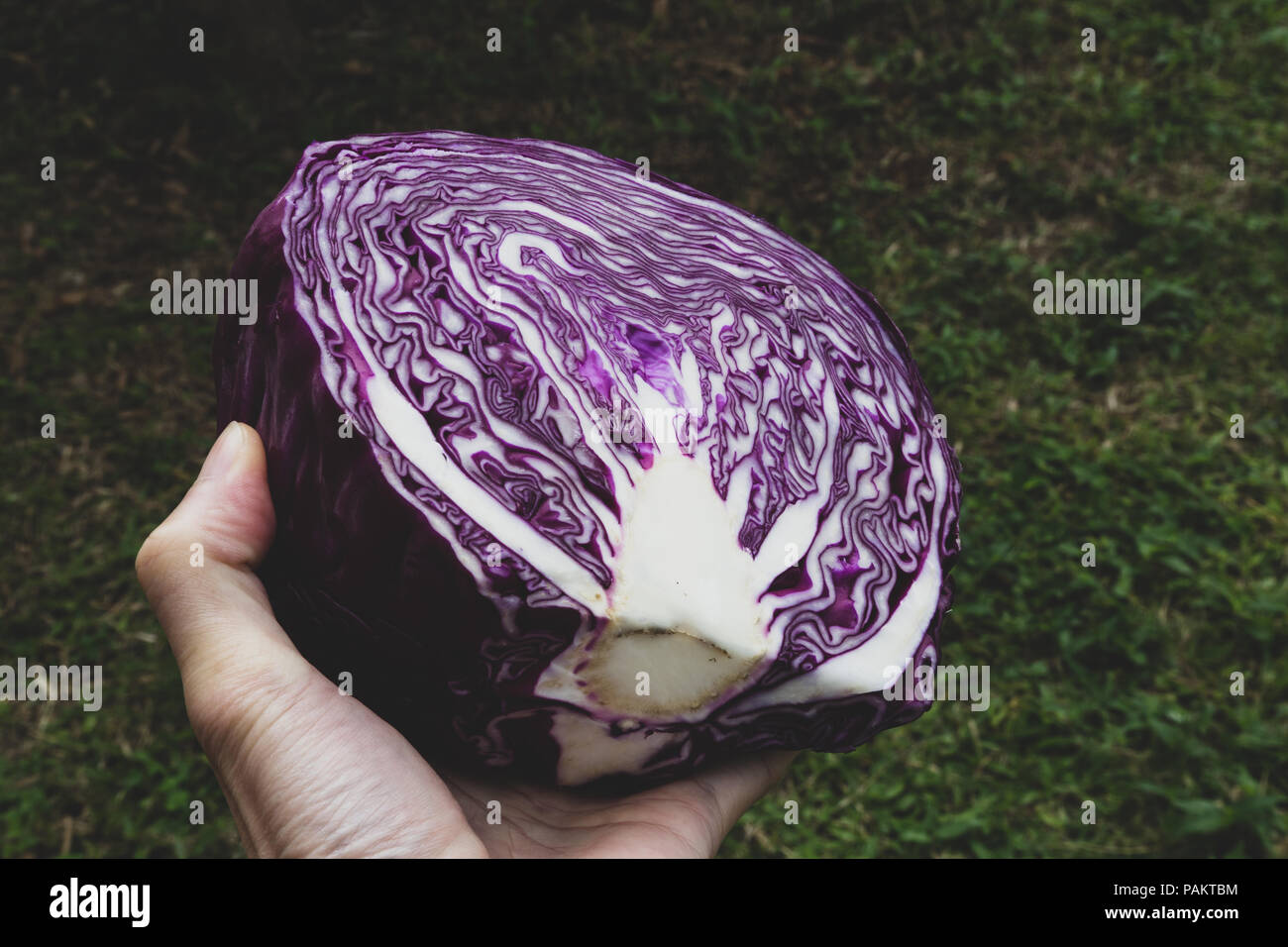 Red purple cabbage half cutted leaves in hand palm, home backyard ...