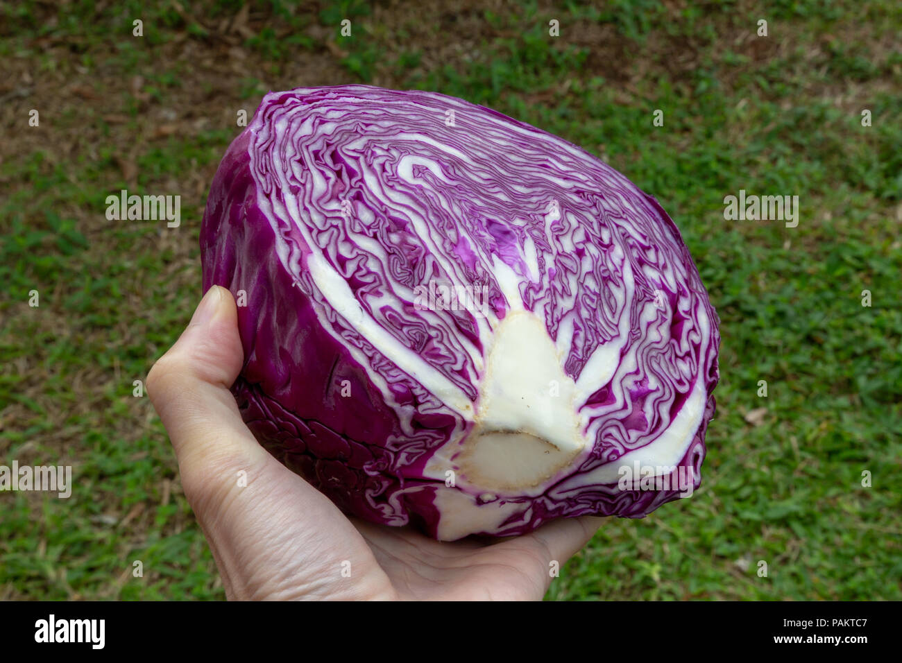 Red purple cabbage half cutted leaves in hand palm, home backyard ...