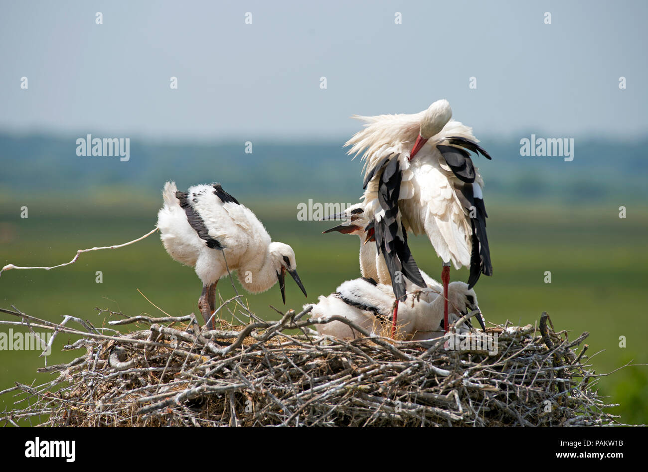 Excretion hi-res stock photography and images - Alamy