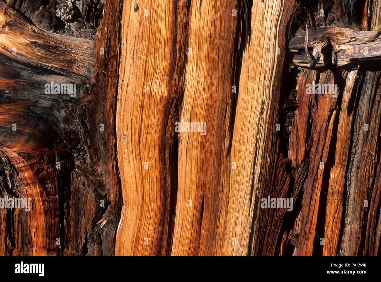 Western juniper (Juniperus occidentalis) trunk, Badlands Wilderness ...