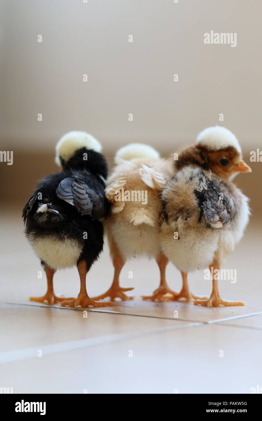 Three little chicks stand together Stock Photo - Alamy
