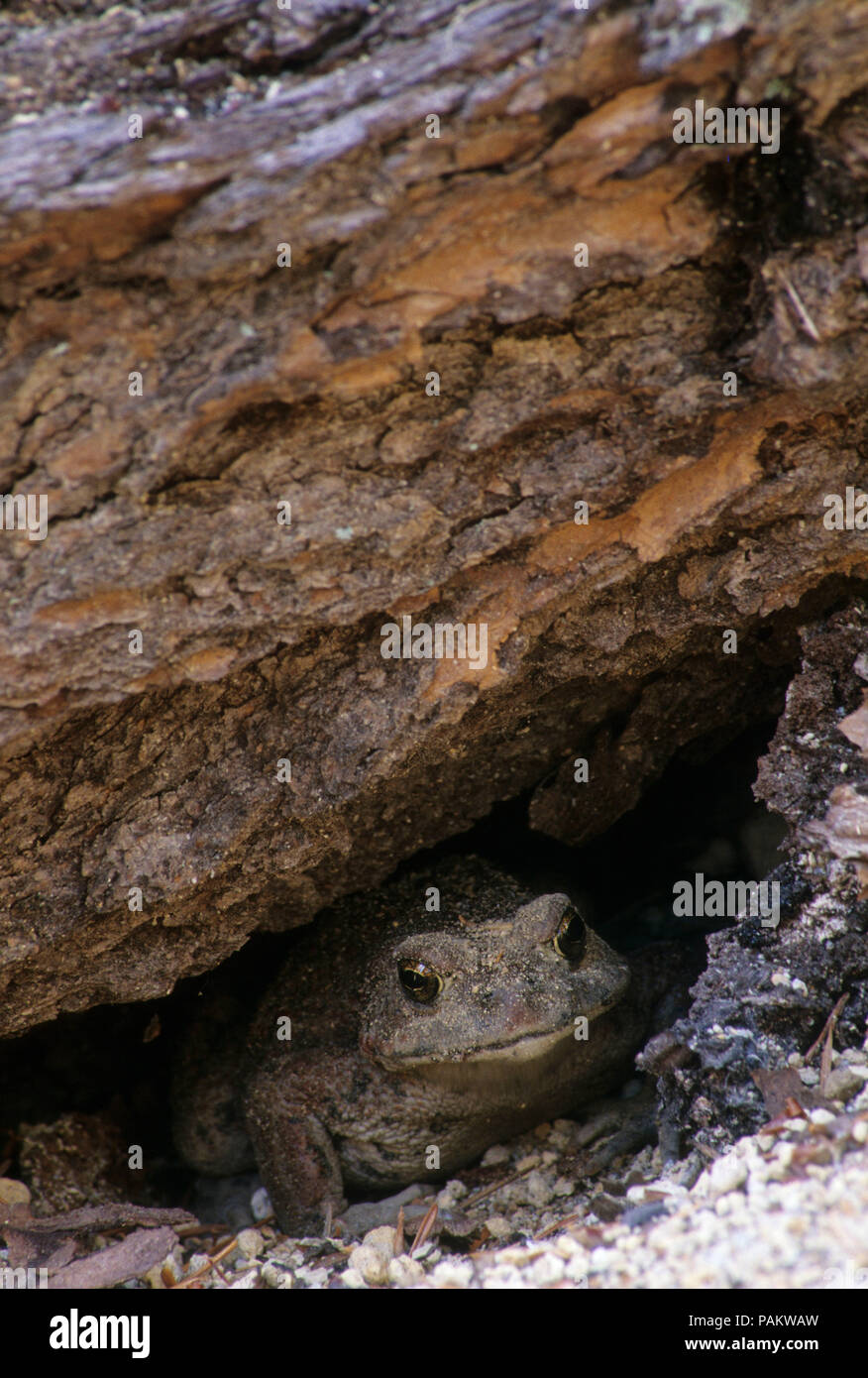 Toad along Black Creek Trail, Waldo Wilderness, Willamette National ...