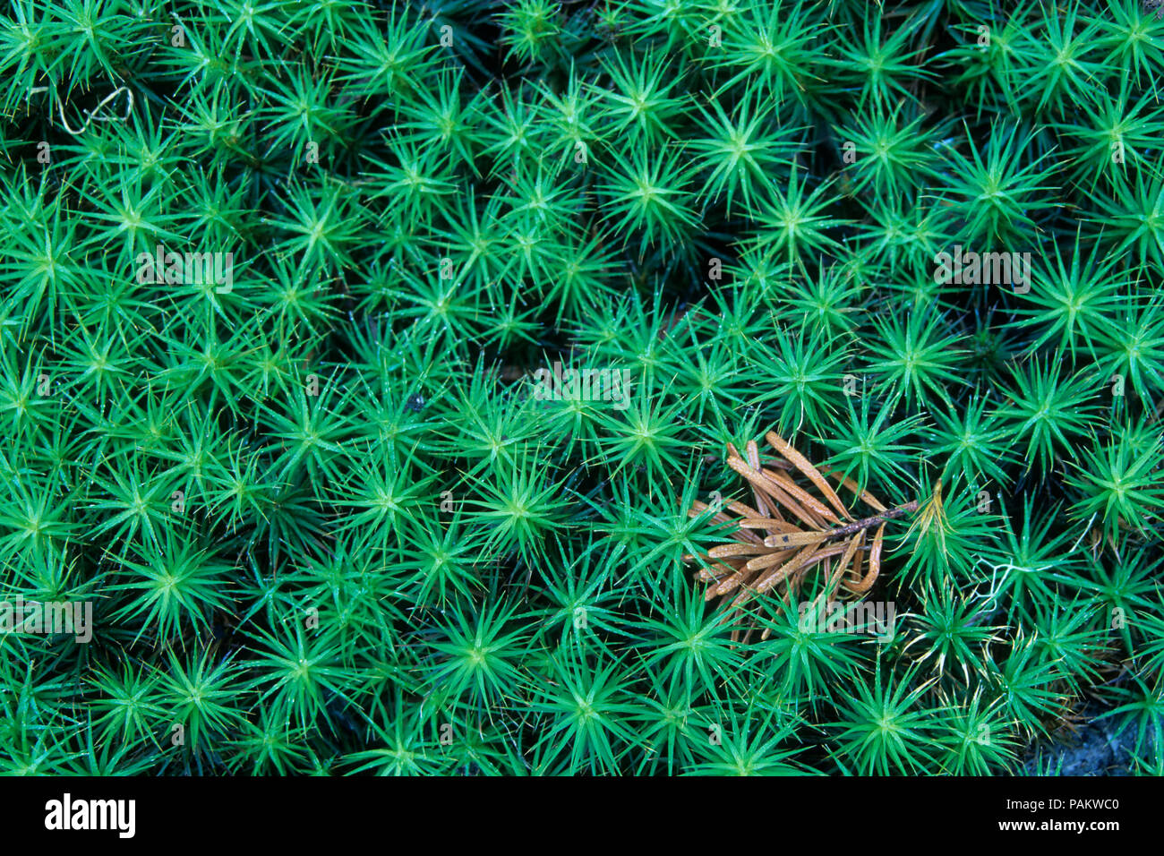 Hemlock twig in mosses along Shoreline Trail, Waldo Lake State Scenic ...