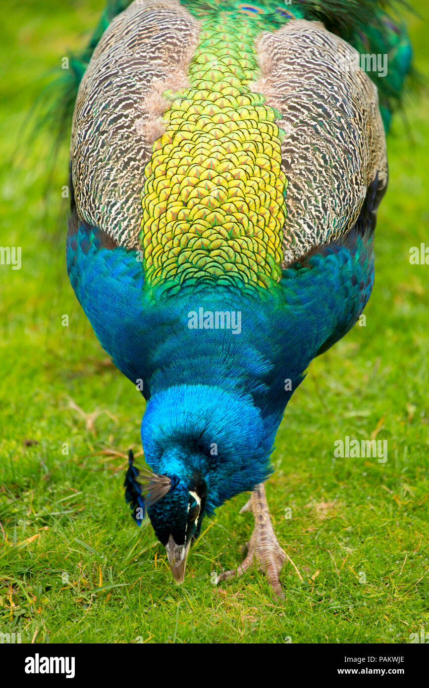 Peacock, Mildred Kanipe County Park, Douglas County, Oregon Stock Photo ...