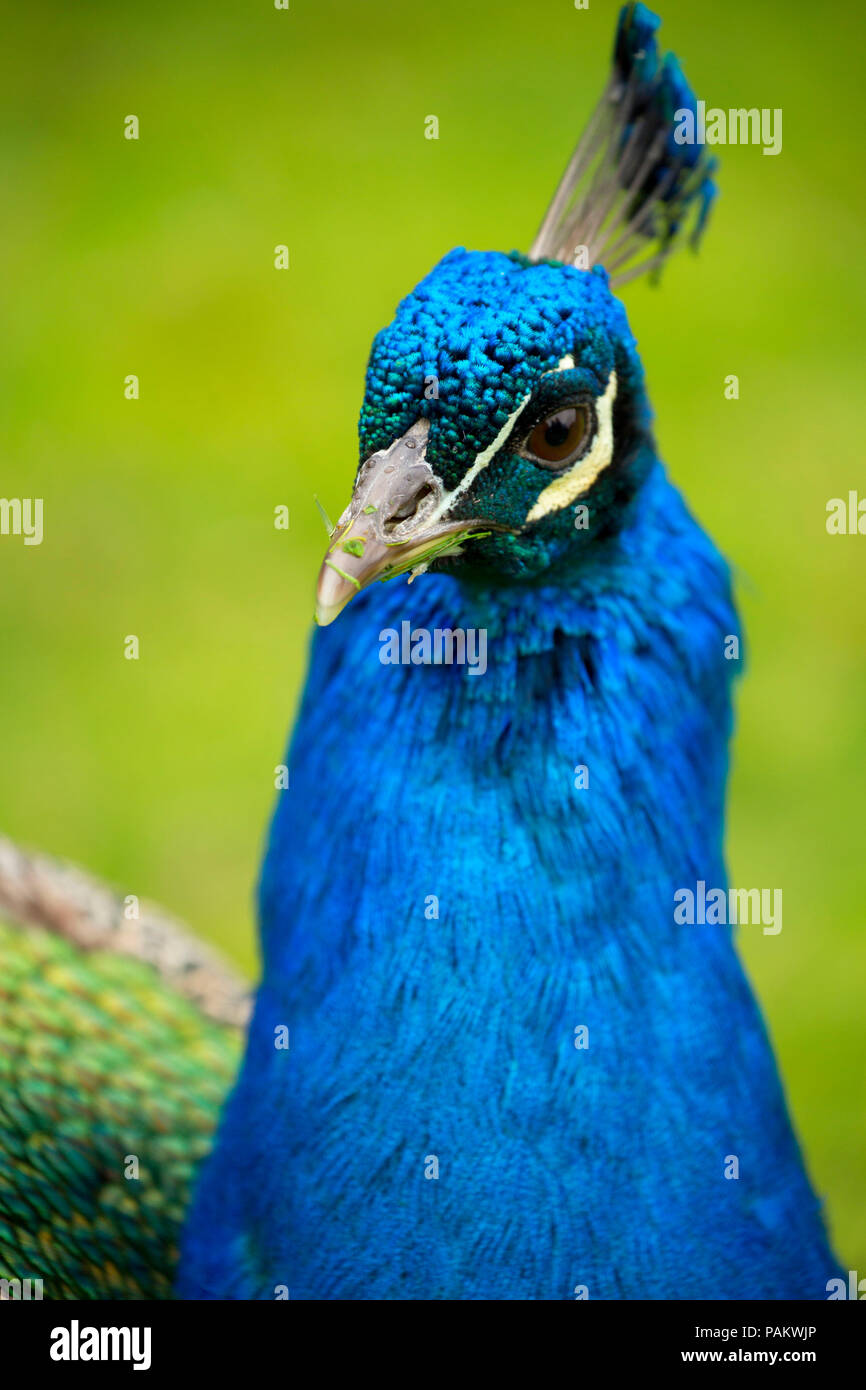 Peacock, Mildred Kanipe County Park, Douglas County, Oregon Stock Photo ...