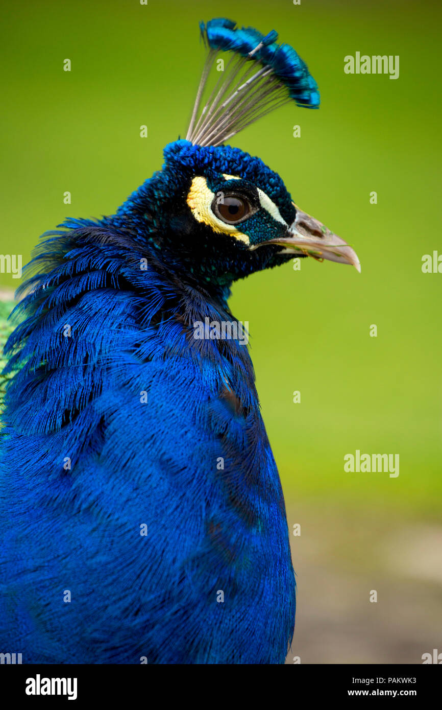 Peacock, Mildred Kanipe County Park, Douglas County, Oregon Stock Photo ...