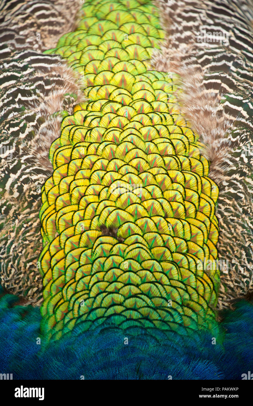 Pheasant feathers pattern hi-res stock photography and images - Alamy