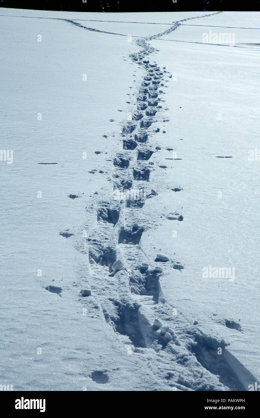 Snowshoe tracks, Crater Lake National Park, Oregon Stock Photo - Alamy