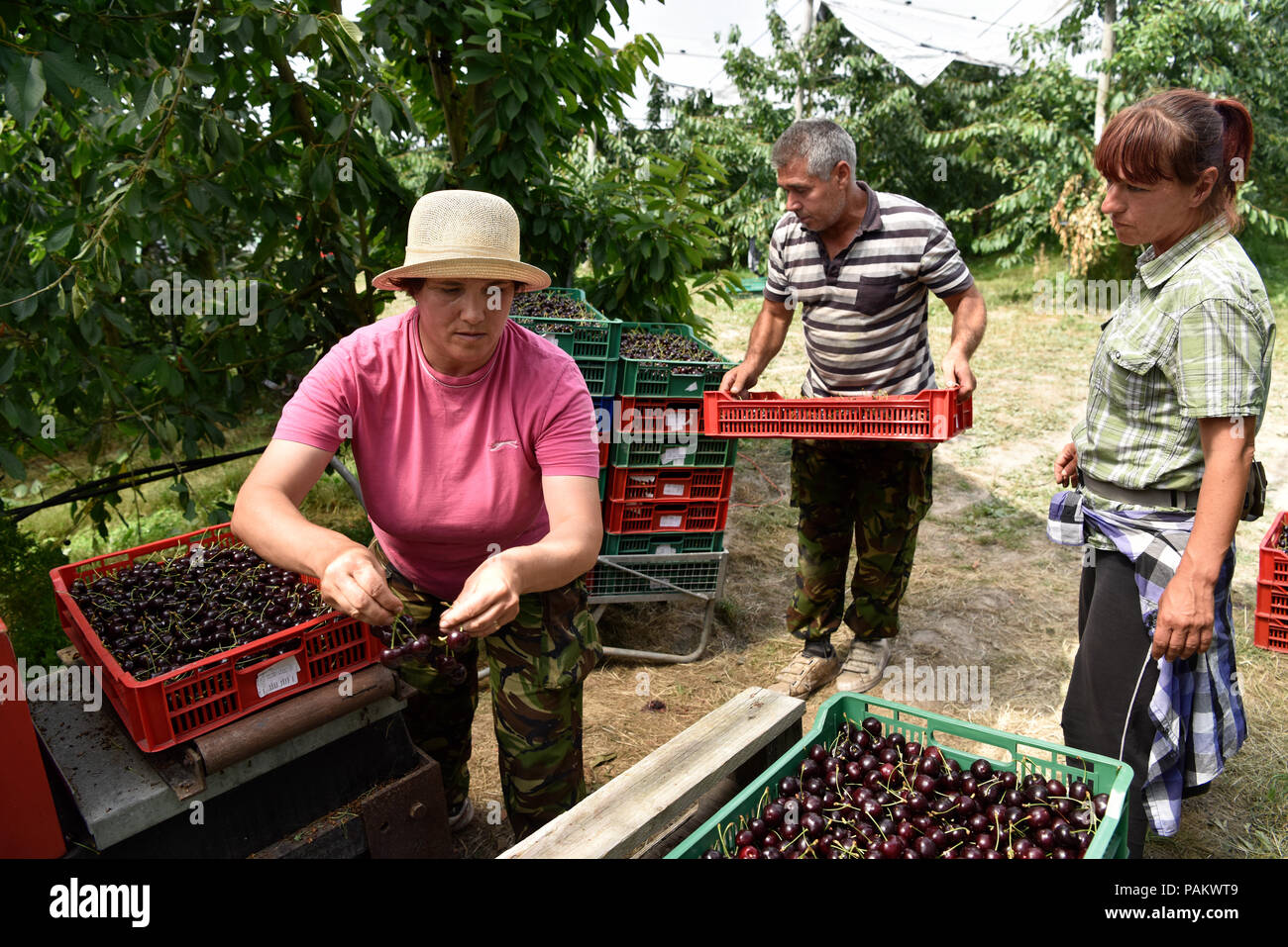 Eastern european fruit picking uk hi-res stock photography and images ...