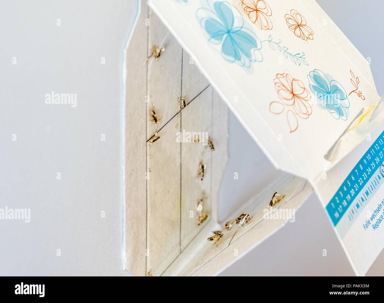 Common clothes moth trap with several dead moths inside a wardrobe ...