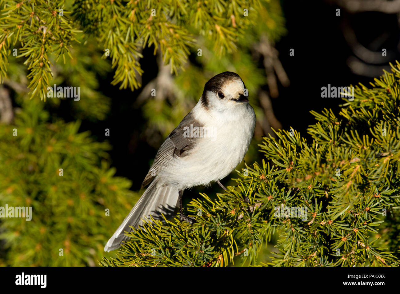 Gray jay (Perisoreus canadensis), Crater Lake National Park, Oregon ...