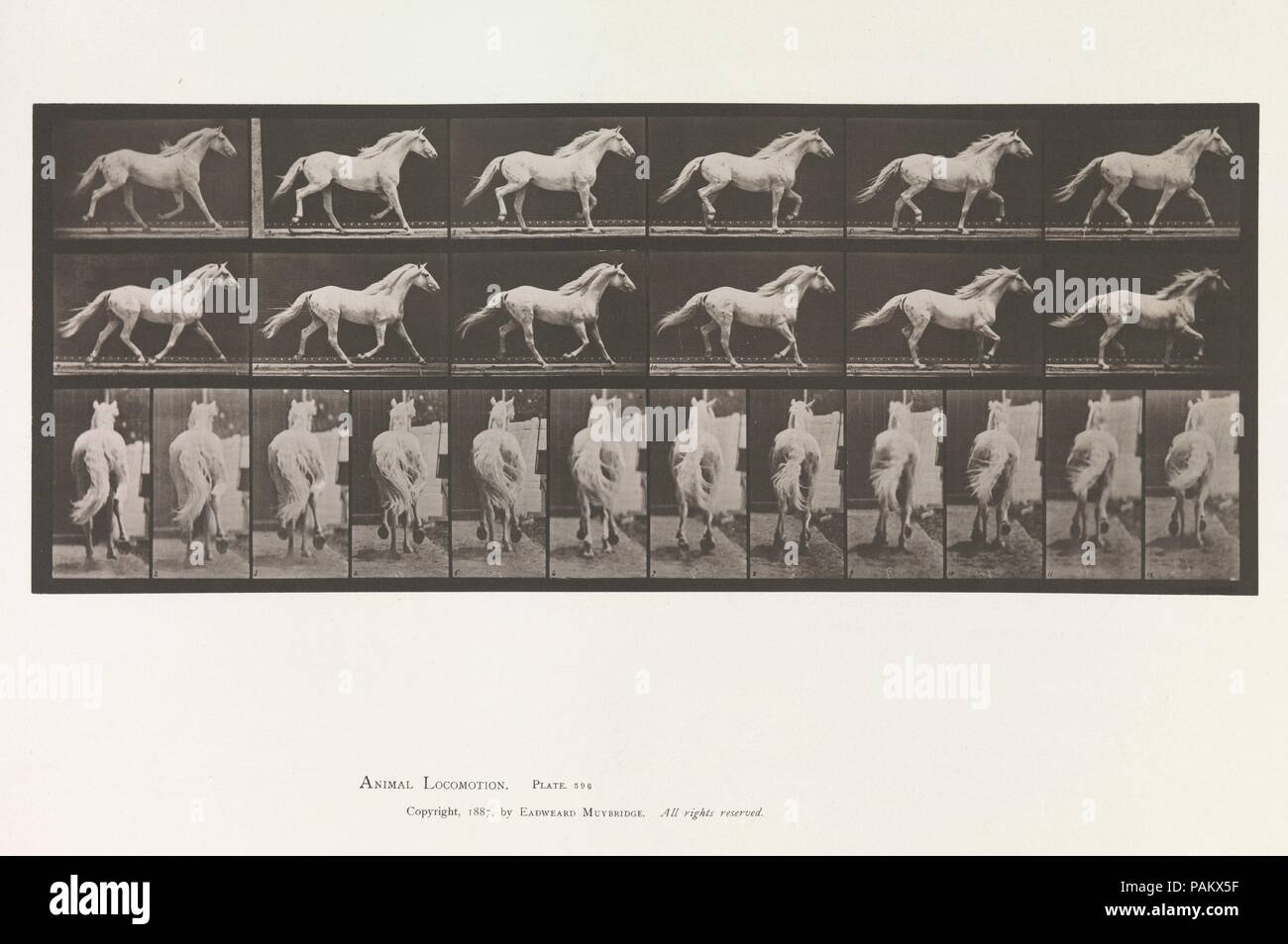 Animal movements phases hi-res stock photography and images - Alamy