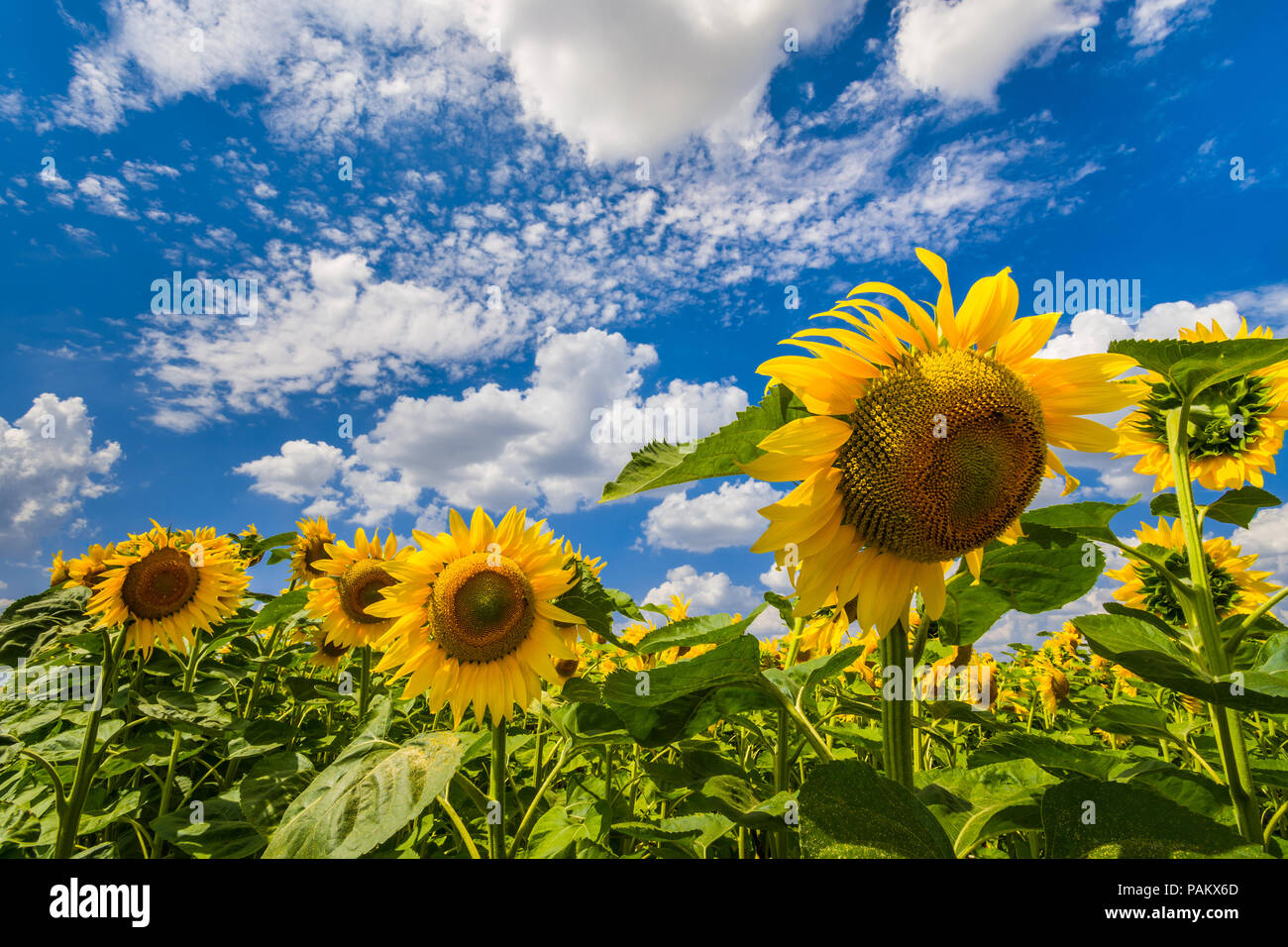 Sky clouds sunflowers hi-res stock photography and images - Alamy Sky clouds sunflowers hi-res stock photography and images - Alamy