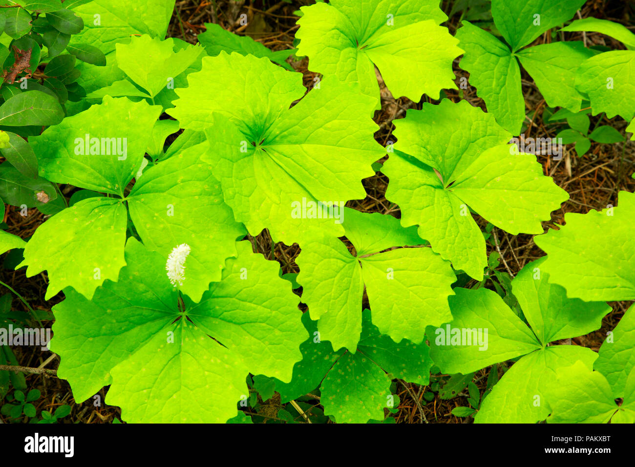 Vanilla leaf, Rogue Wild and Scenic River, Rogue River National Forest ...
