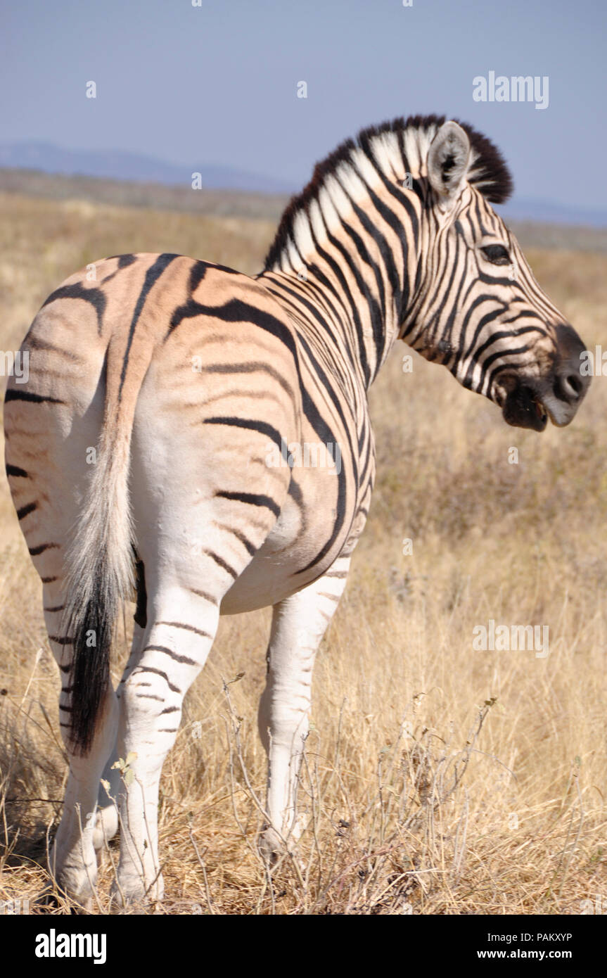 Kenya: A Zebra from the back in Samburu National Park Stock Photo - Alamy