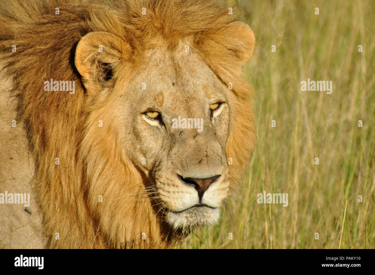 The king of the wilderness: A Lion in the high gras of the Okavango ...