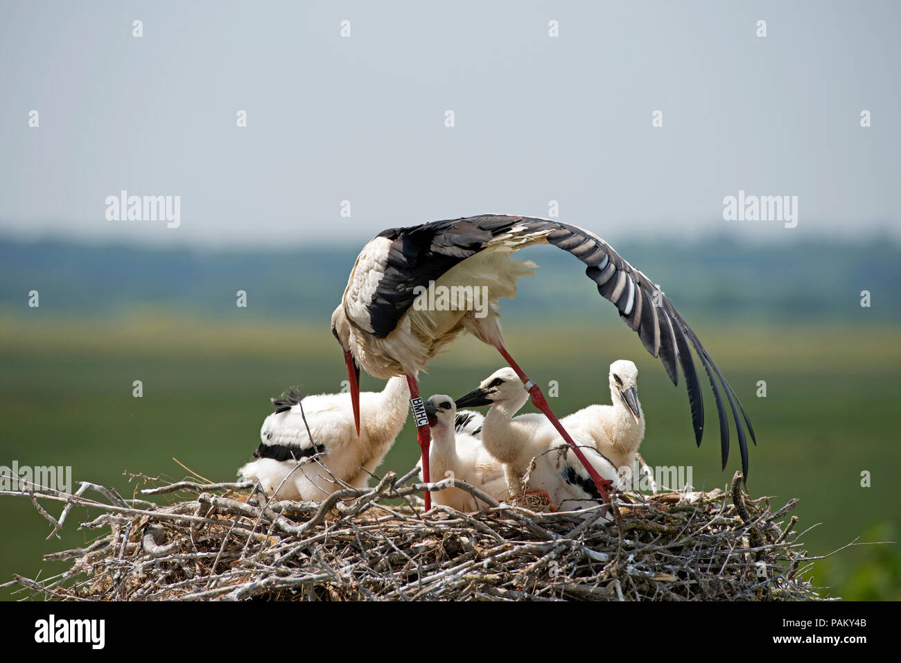White stork, stretching (Ciconia ciconia), France Stock Photo - Alamy
