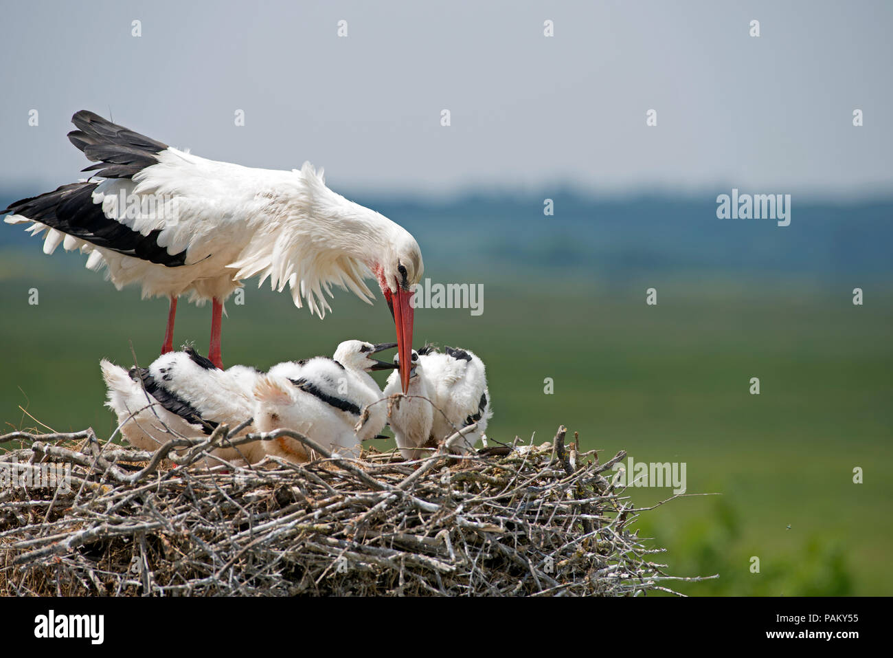 White stork feeding youngs at nest hi-res stock photography and images ...