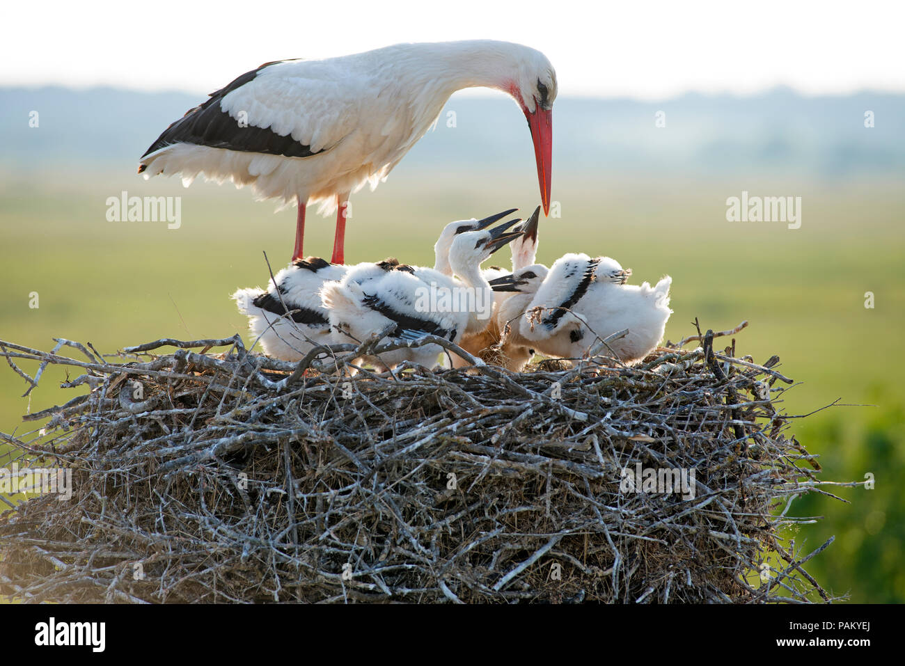 White stork, youngs asking something to eat (Ciconia ciconia), France ...
