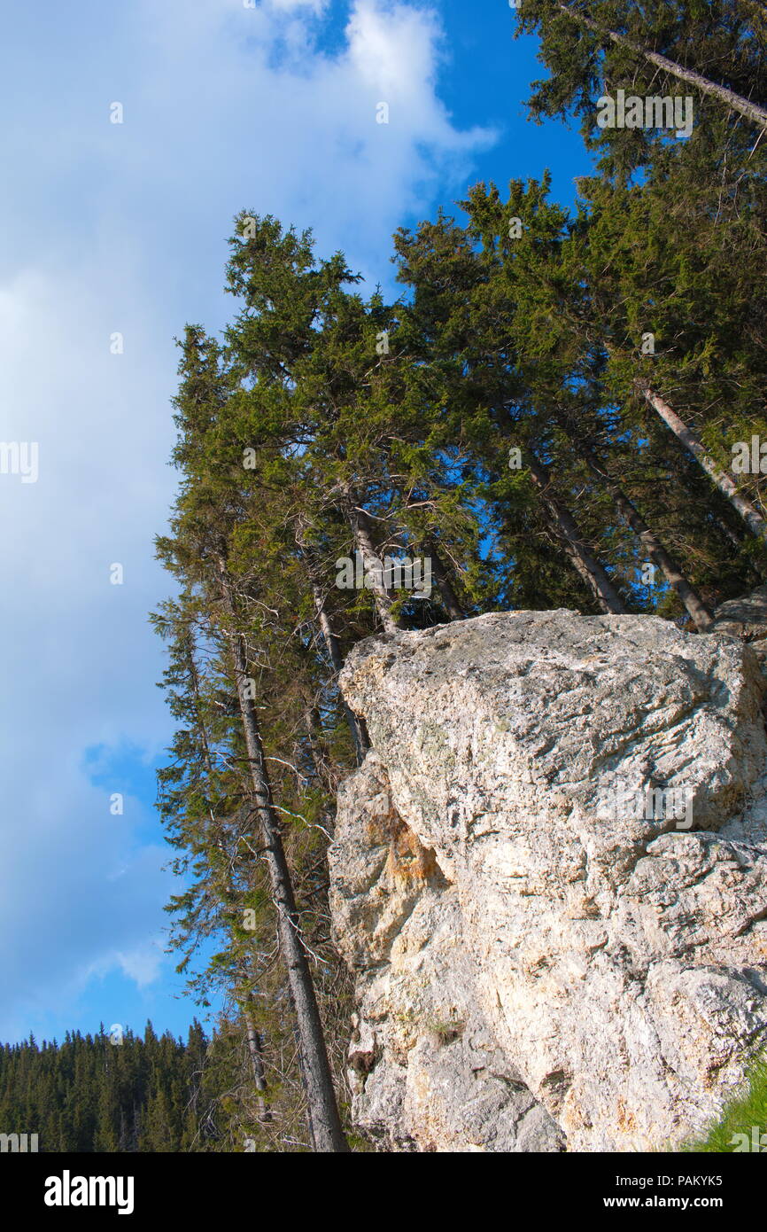 Tall high poplar trees hi-res stock photography and images - Alamy