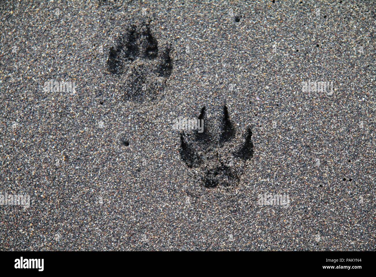 Dogs paw prints hi-res stock photography and images - Alamy