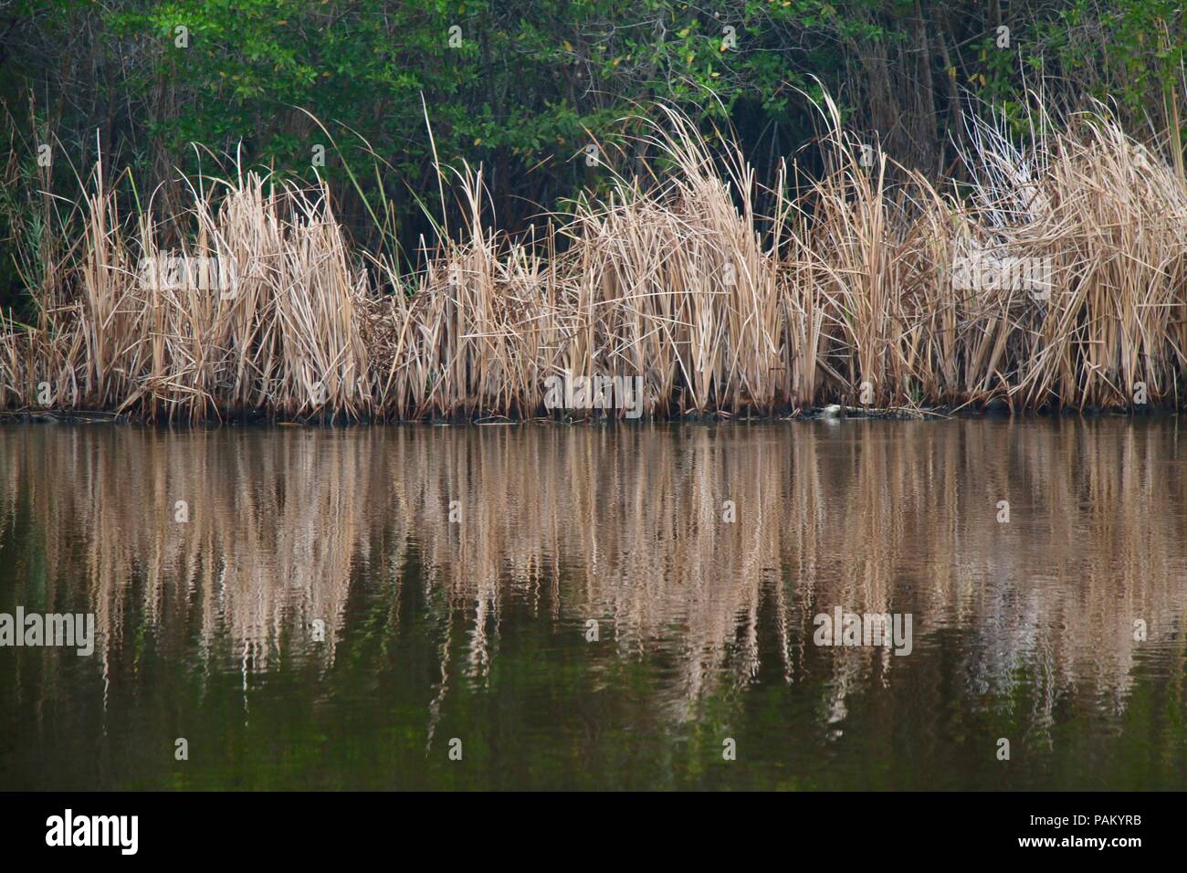 Dried reeds reflected in water Stock Photo - Alamy