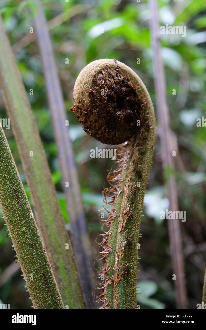 New tree fern leaf unfurling in the early morning Stock Photo - Alamy